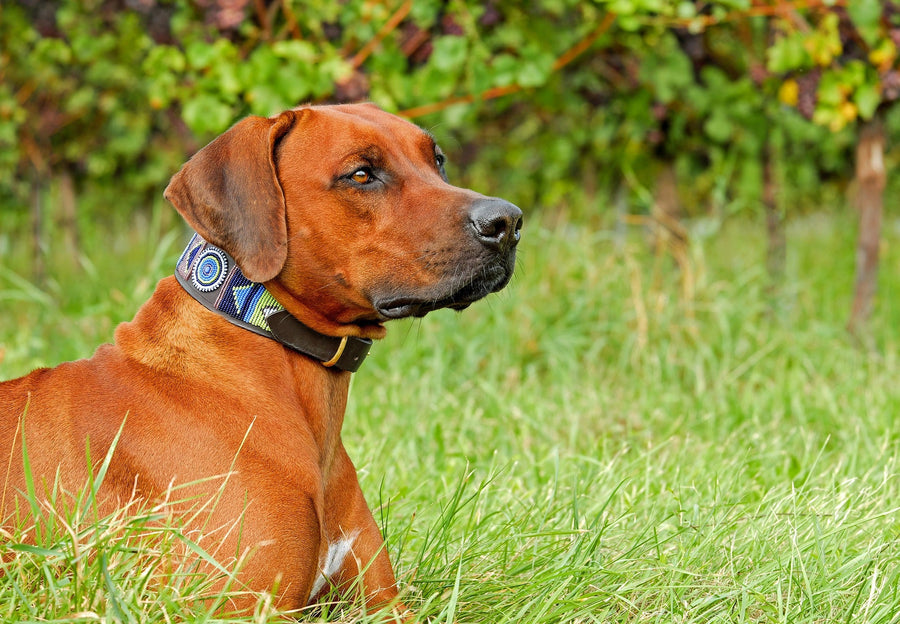 Are Smart Collars A Good Idea? – The Mountain Hound